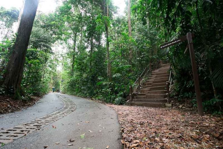 Bukit Timah Nature Reserve: Newly Reopened & Calling For Trail-Seekers