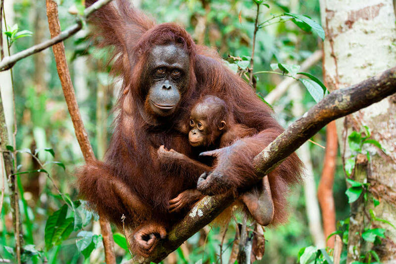 Learn About The Beauty Of Indonesian Primates At The Botanic Gardens On ...