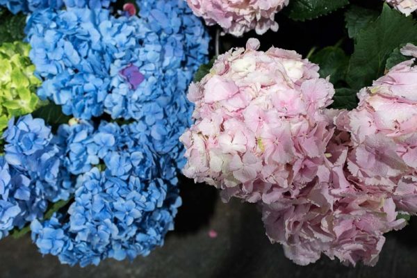 G.G. Fresh Flowers: Create Affordable Bouquets With Flowers From This ...